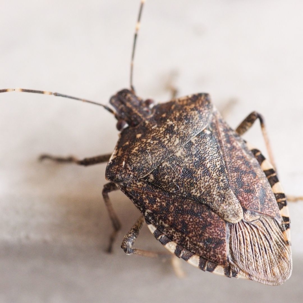 Brown Marmorated Stink Bug | Heat Pest Services Bed Bug Treatment ...