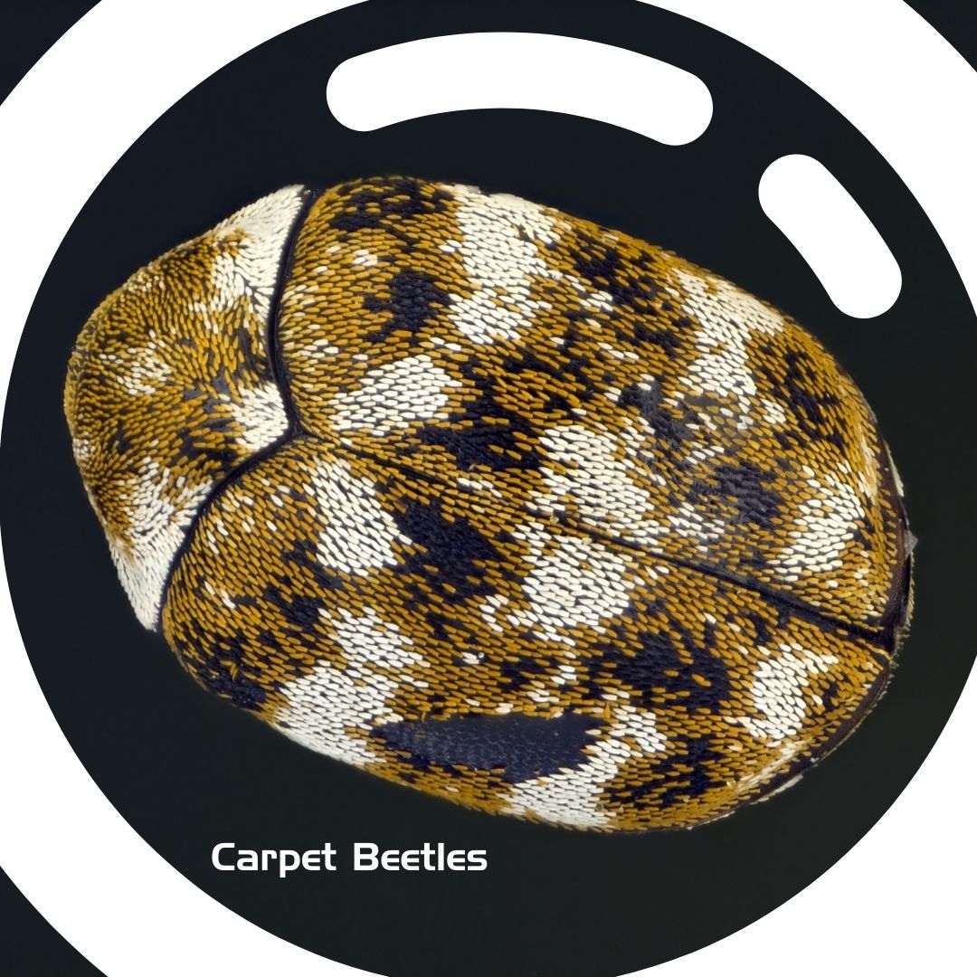 Carpet Beetles | Heat Pest Services Bed Bug Treatment | Pest Control Heroes