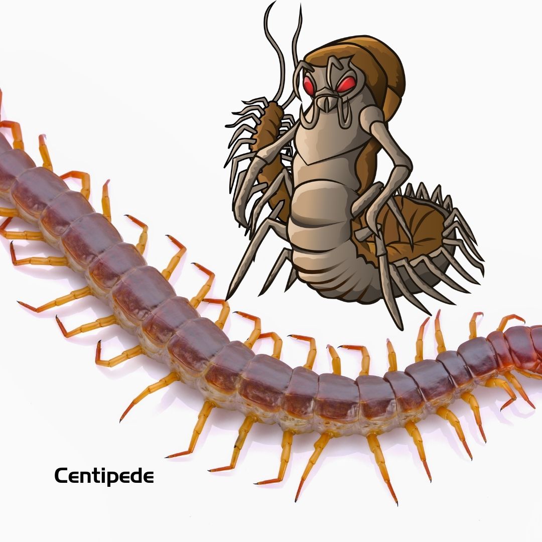 Centipedes | Heat Pest Services Bed Bug Treatment | Pest Control Heroes