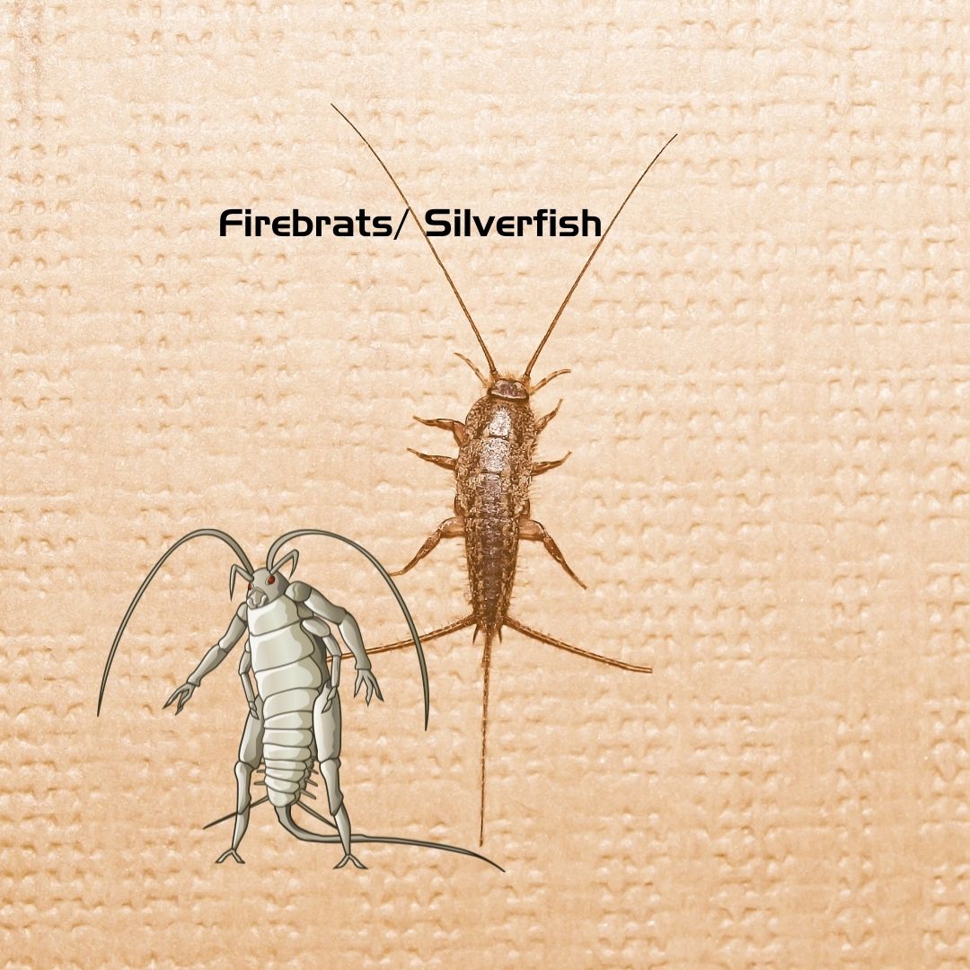 Firebrats | Heat Pest Services Bed Bug Treatment | Pest Control Heroes