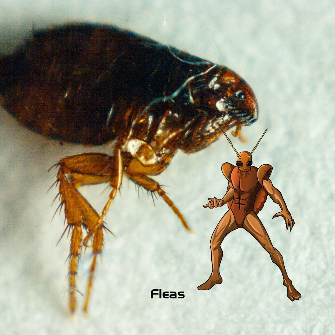 Fleas | Heat Pest Services Bed Bug Treatment | Pest Control Heroes