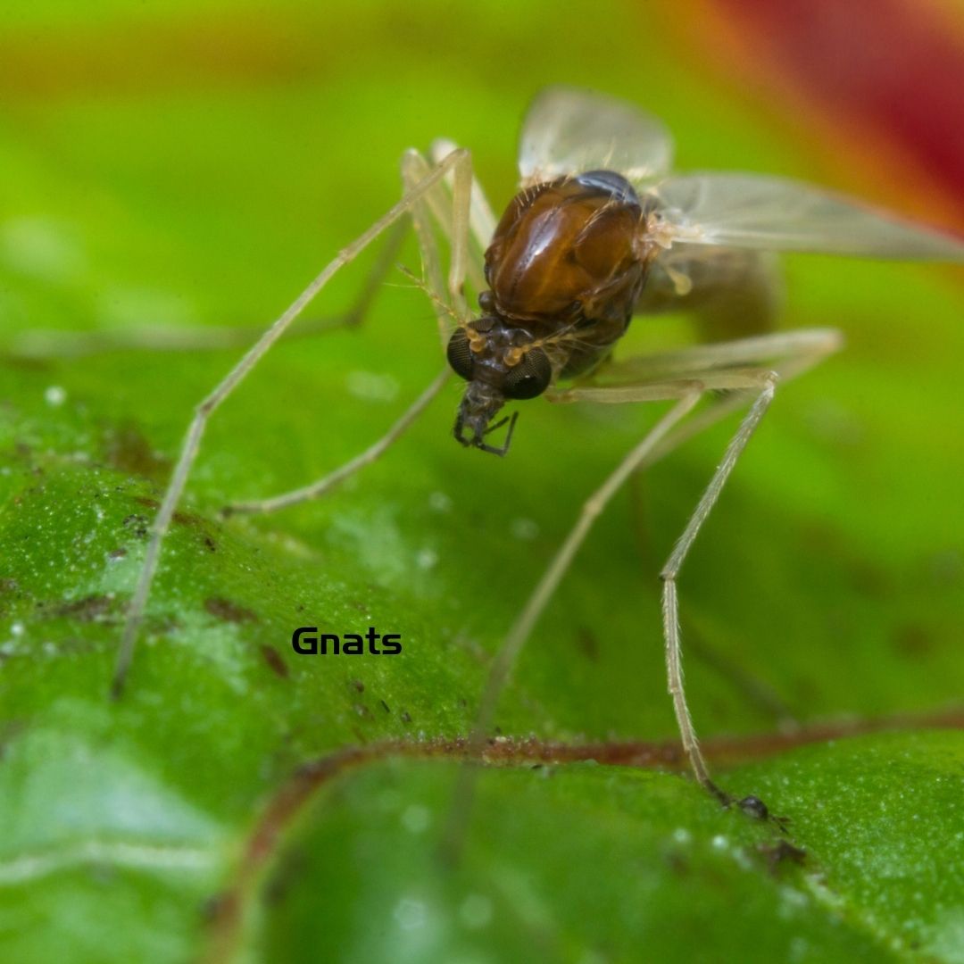 Gnats | Heat Pest Services Bed Bug Treatment | Pest Control Heroes